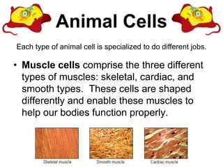 Grade 4 Unit 3 Lesson 1 Plant & Animal Cells (1).ppt