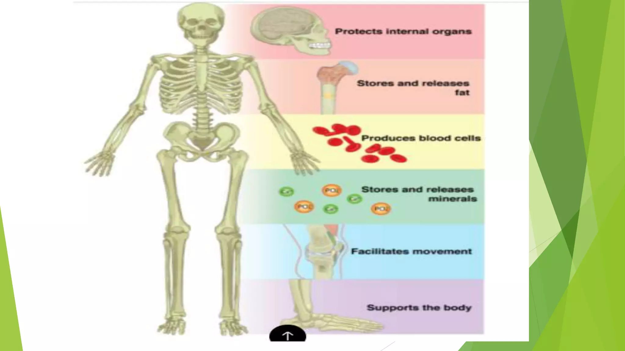 INTERNAL STRUCTURE AND FUNCTION OF ANIMAL) inspection.pptx