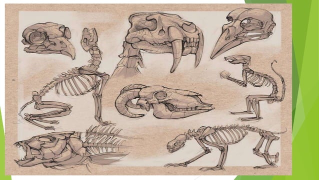 INTERNAL STRUCTURE AND FUNCTION OF ANIMAL) inspection.pptx | Heart and ...