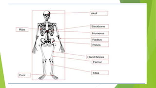 INTERNAL STRUCTURE AND FUNCTION OF ANIMAL) inspection.pptx