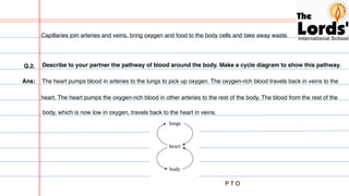 Grade 5 CW chapter 1- organ system circulatory, respiratory and ...