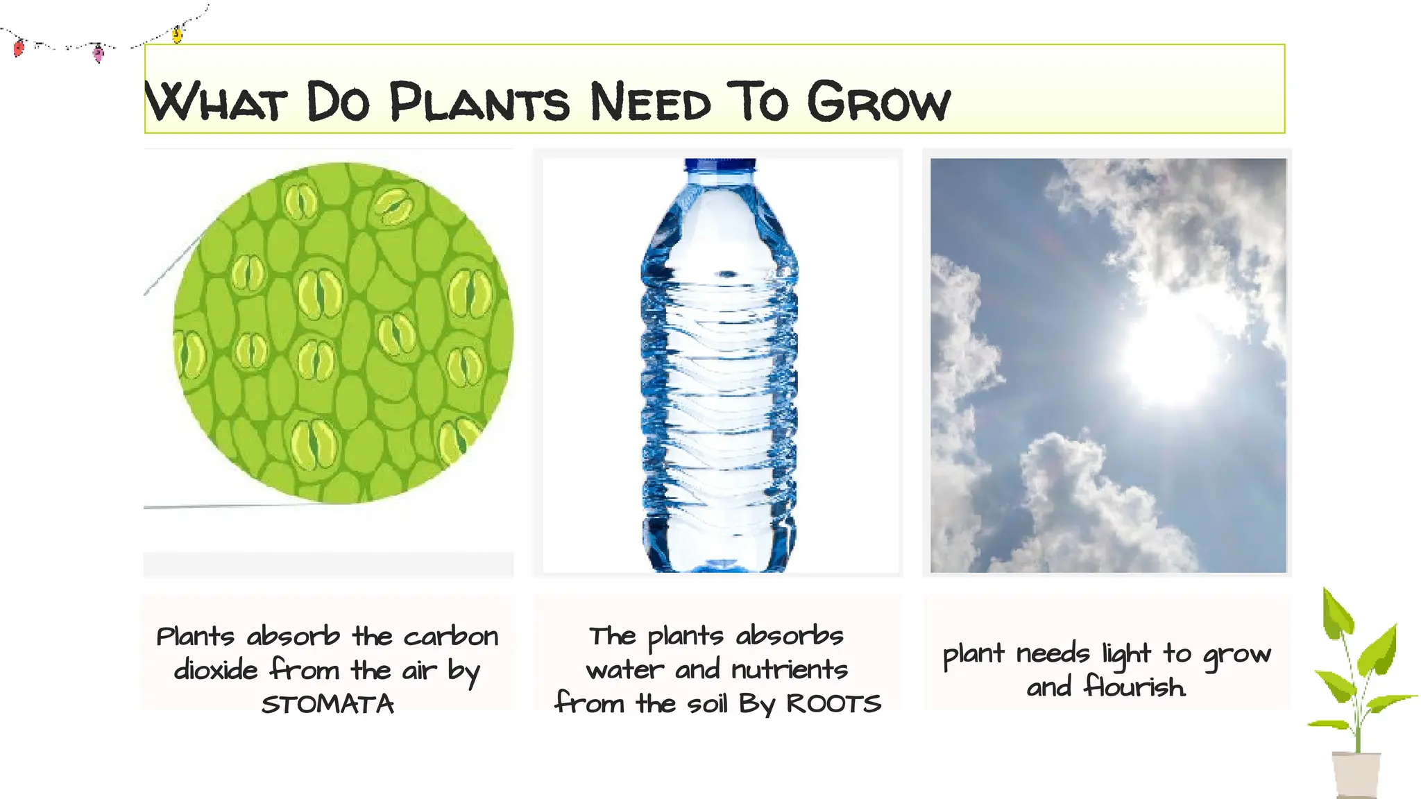 Grade 5 lesson 1.pdf unit 1 : plants and their habitats | PDF