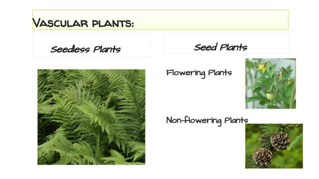Grade 5 Lesson 1 Pdf Unit 1 Plants And Their Habitats Ppt