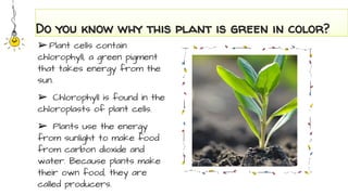Grade 5 lesson 1.pdf unit 1 : plants and their habitats | PPT