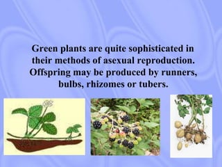 Grade 5 PPT_Science_Q2_W6_Methods of reproduction.ppt