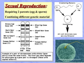 Grade 5 PPT_Science_Q2_W6_Methods of reproduction.ppt