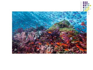 Fascinating Oceans - English lesson for elementary students | PPT