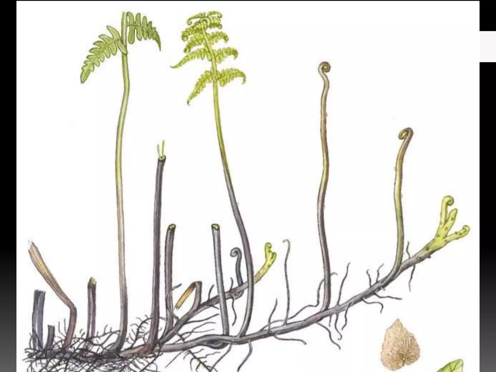 SPORE AND CONE BEARING PLANTS, VEGETATIVE PROPAGATION | PPTX