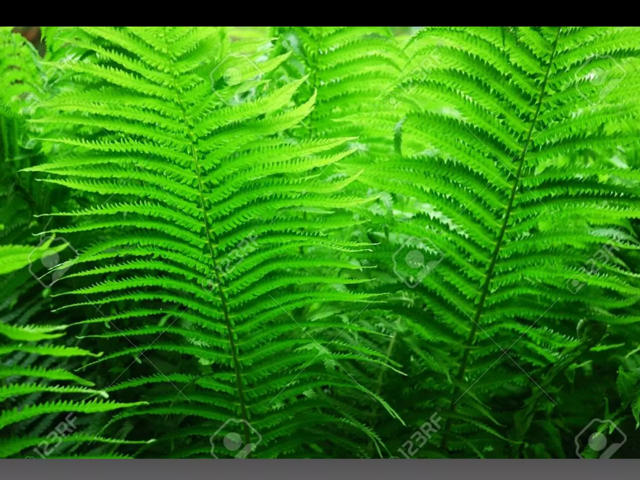 SPORE AND CONE BEARING PLANTS, VEGETATIVE PROPAGATION | PPTX