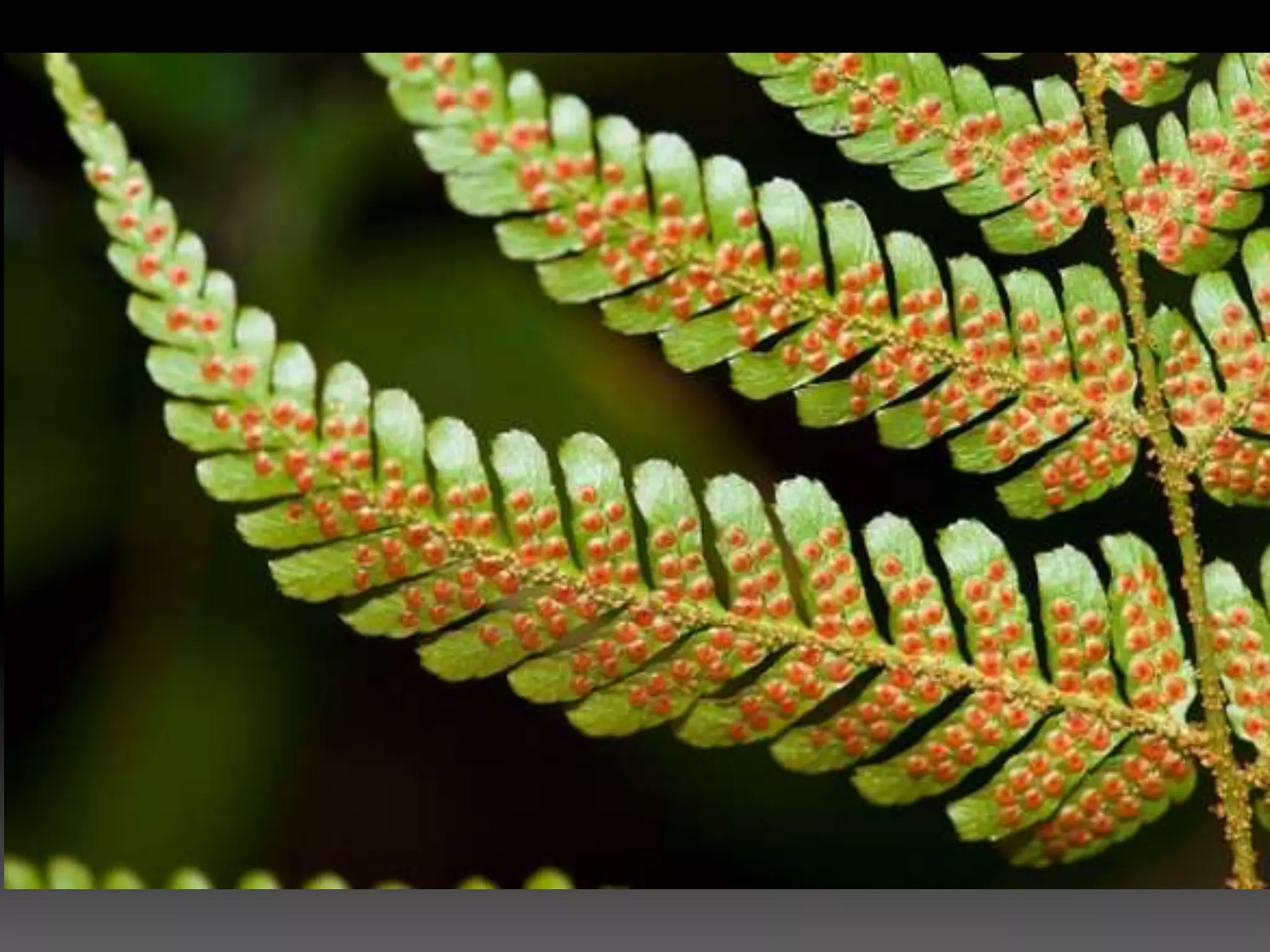 SPORE AND CONE BEARING PLANTS, VEGETATIVE PROPAGATION | PPTX | Gardening | Home & Garden