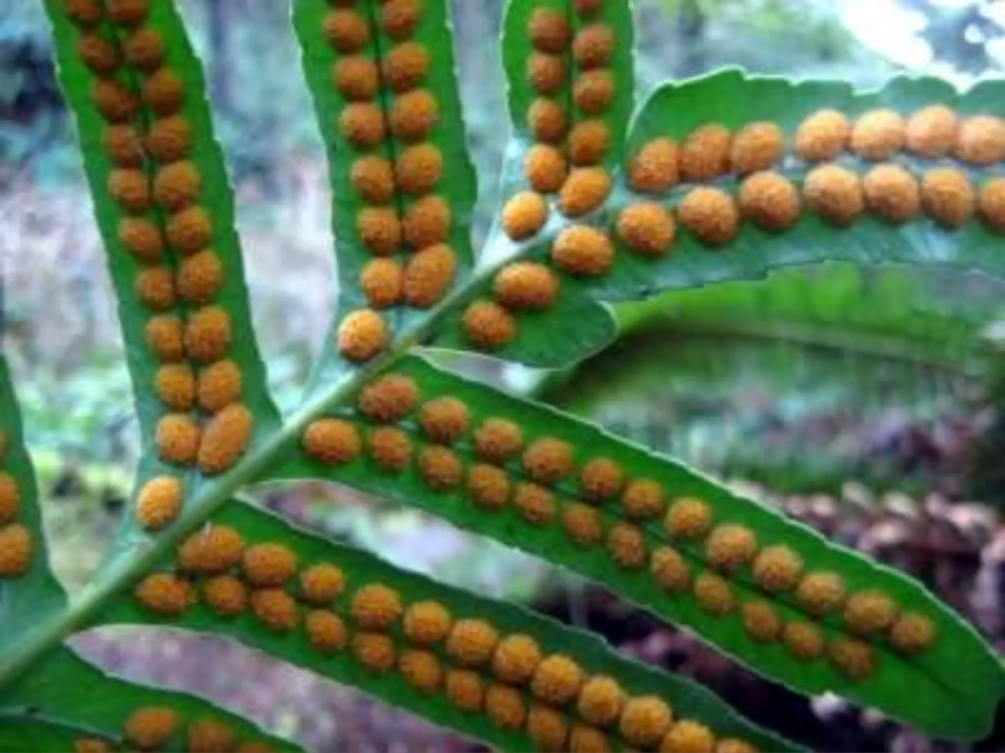 SPORE AND CONE BEARING PLANTS, VEGETATIVE PROPAGATION | PPTX