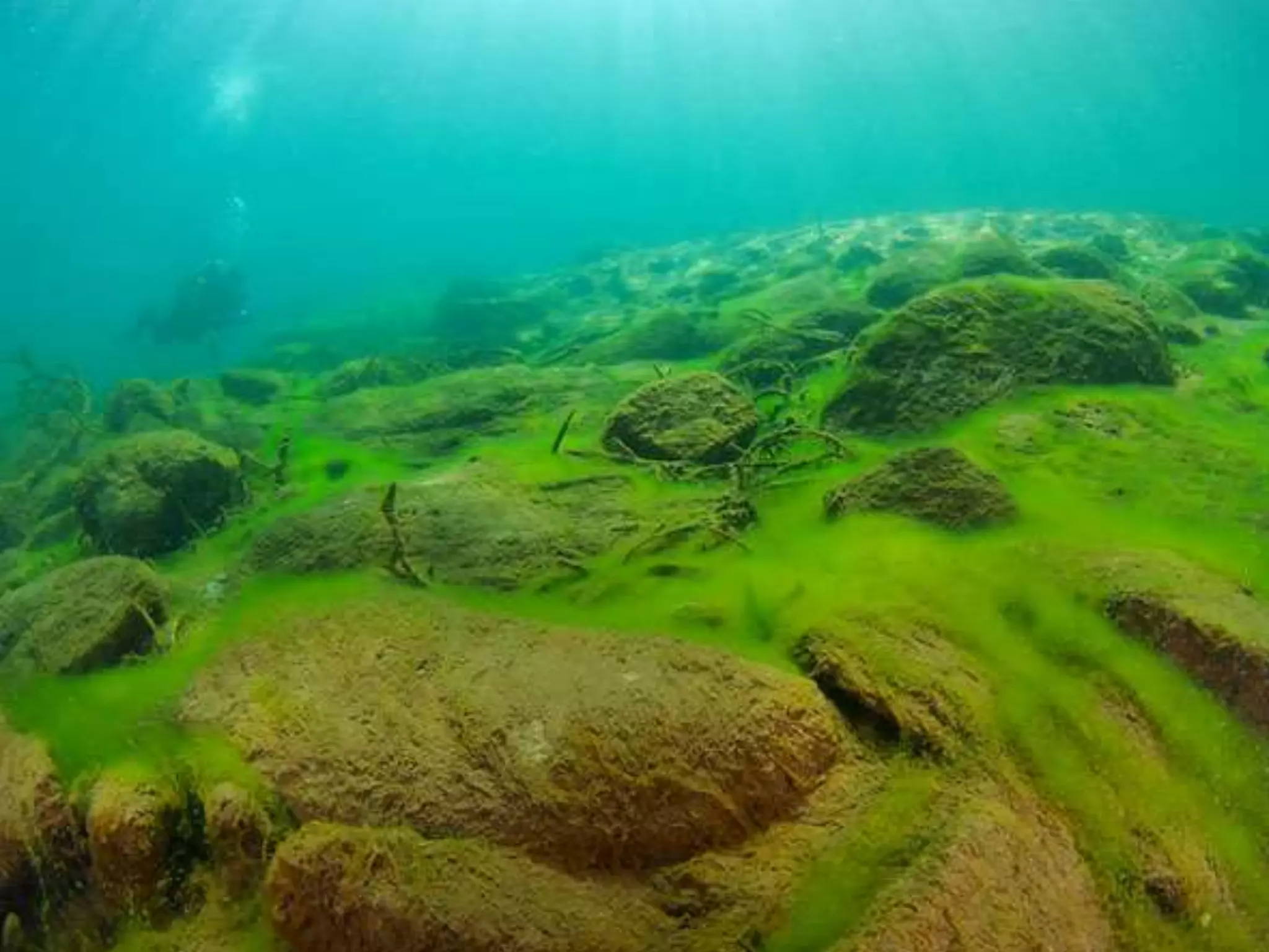 SPORE AND CONE BEARING PLANTS, VEGETATIVE PROPAGATION | PPTX ...