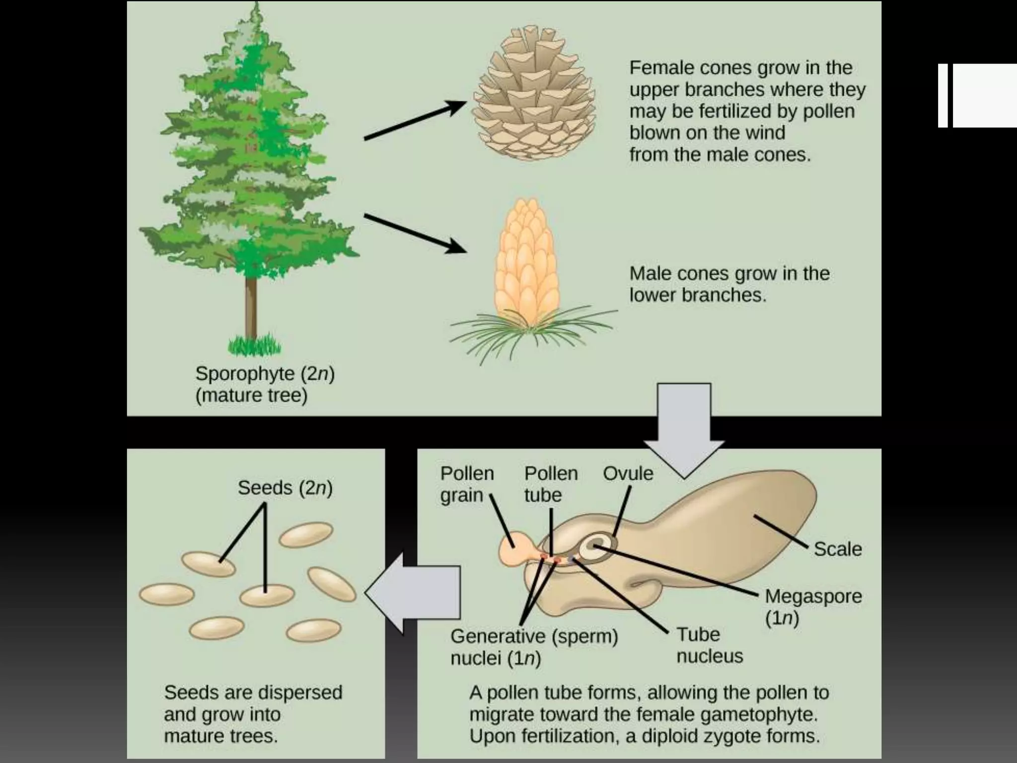 SPORE AND CONE BEARING PLANTS, VEGETATIVE PROPAGATION | PPTX