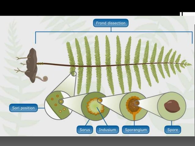 SPORE AND CONE BEARING PLANTS, VEGETATIVE PROPAGATION | PPTX ...