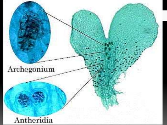 SPORE AND CONE BEARING PLANTS, VEGETATIVE PROPAGATION | PPTX ...