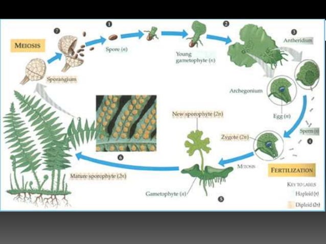 SPORE AND CONE BEARING PLANTS, VEGETATIVE PROPAGATION | PPTX ...