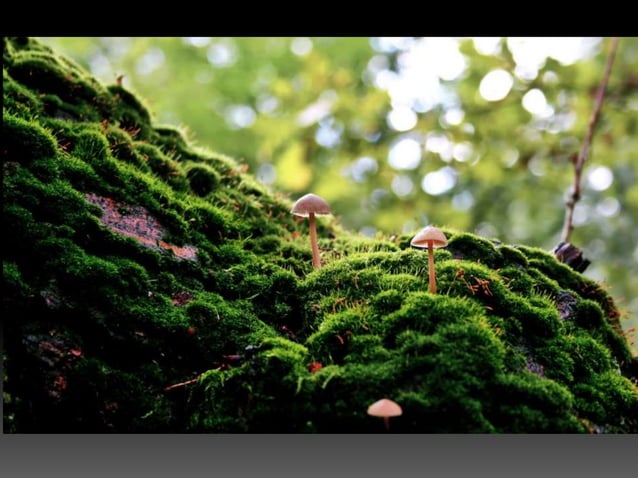 SPORE AND CONE BEARING PLANTS, VEGETATIVE PROPAGATION | PPTX ...