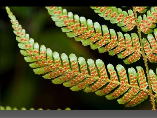 SPORE AND CONE BEARING PLANTS, VEGETATIVE PROPAGATION