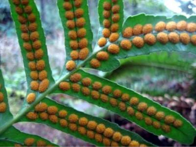 SPORE AND CONE BEARING PLANTS, VEGETATIVE PROPAGATION