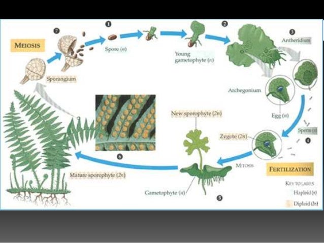 SPORE AND CONE BEARING PLANTS, VEGETATIVE PROPAGATION
