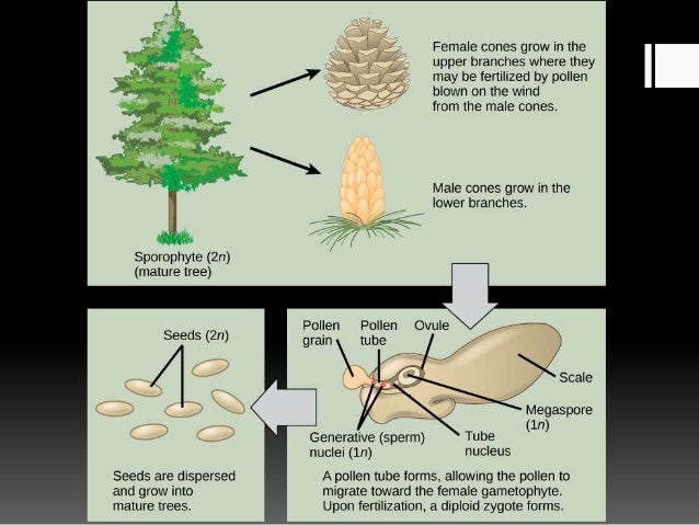SPORE AND CONE BEARING PLANTS, VEGETATIVE PROPAGATION