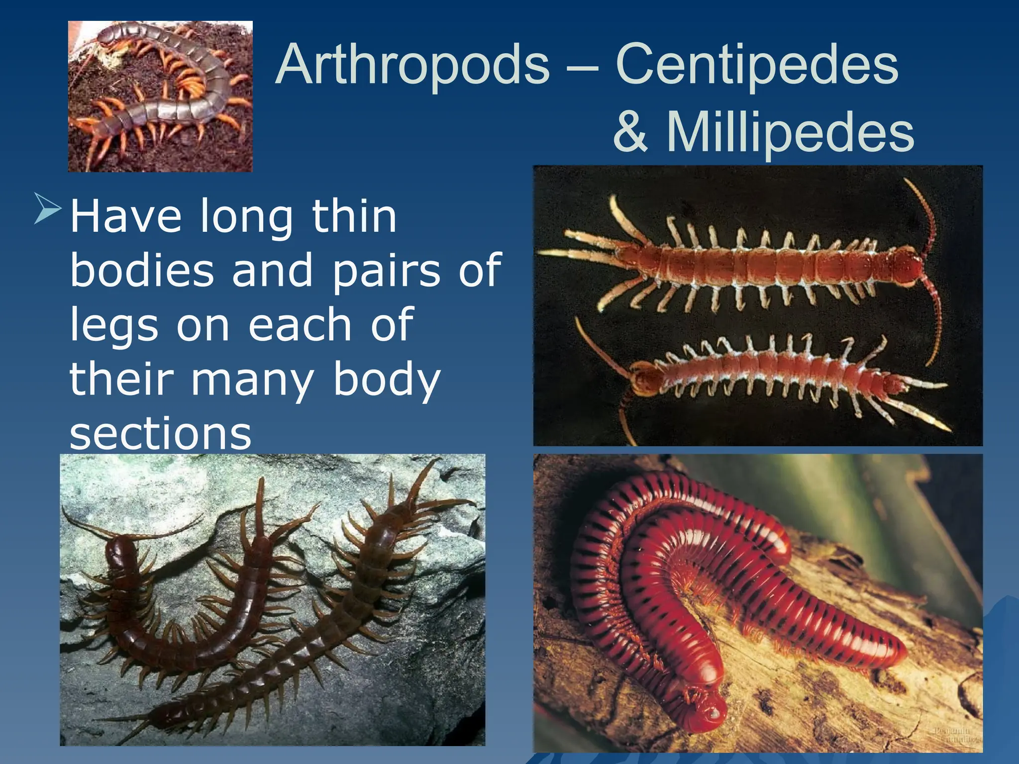 Grade 6 classifying animalsguysvsvhshvjsc.pptx