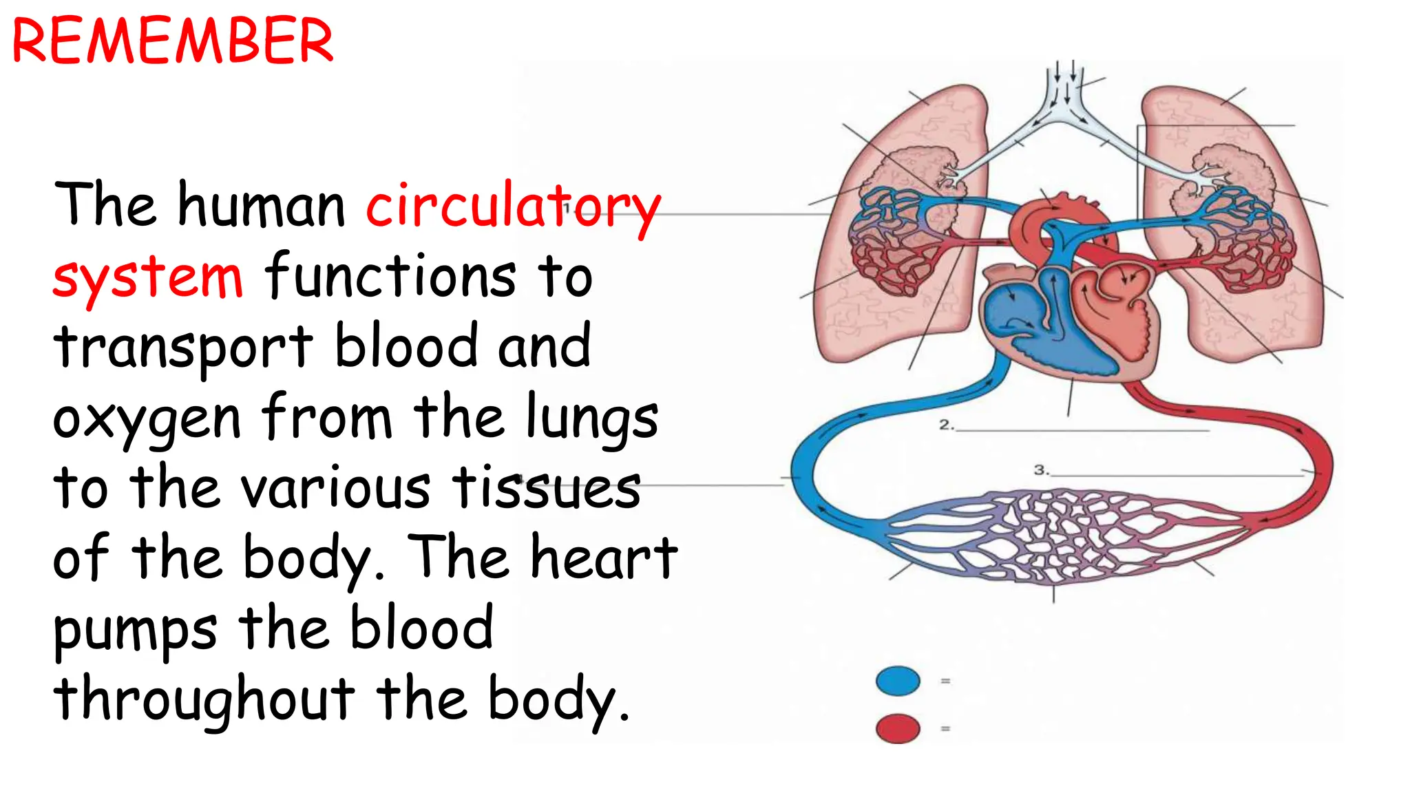Grade 6 PPT_Science_Q2_W4_parts of circulatory system and its fuynction ...