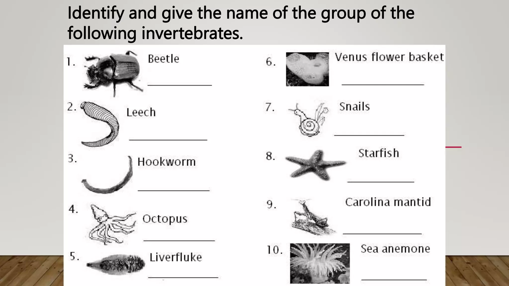 Grade 6_Science_Q2_W6_Invertebrates.pptx