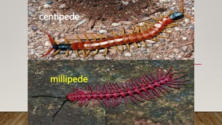 Grade 6_Science_Q2_W6_Invertebrates.pptx