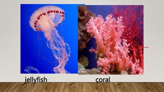 Grade 6_Science_Q2_W6_Invertebrates.pptx