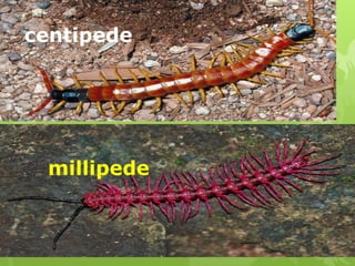 Grade 6 PPT_Science_Q2_W6_Invertebrates.pptx