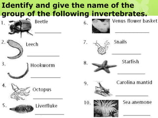 Grade 6 PPT_Science_Q2_W6_Invertebrates.pptx