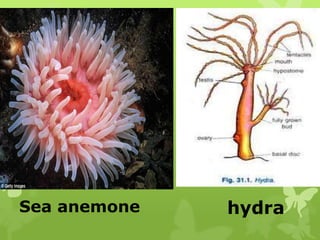 Grade 6 PPT_Science_Q2_W6_Invertebrates.pptx