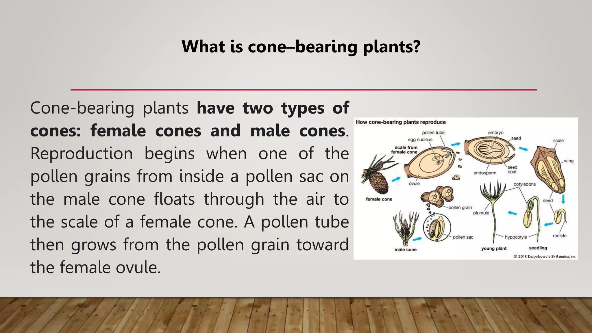 grade 6 week 8 day 3.pptx