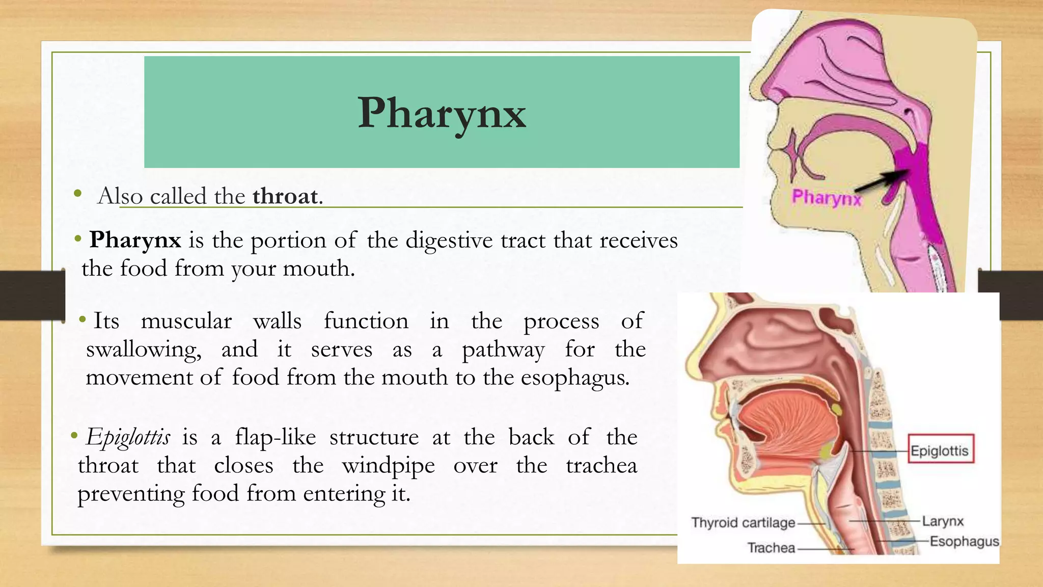 Grade 7 chapter1 lesson1 - the digestive system | PPTX
