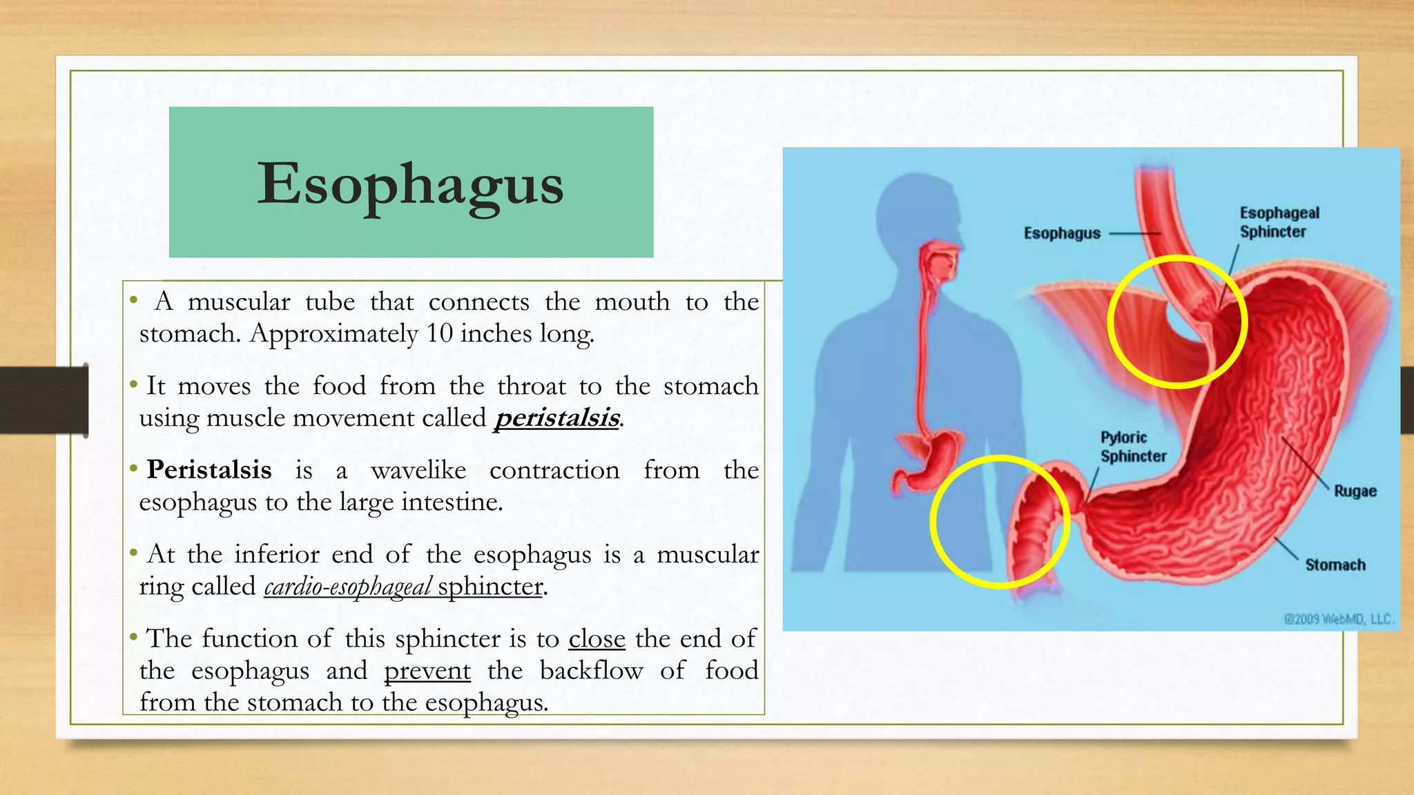 Grade 7 chapter1 lesson1 - the digestive system | PPTX