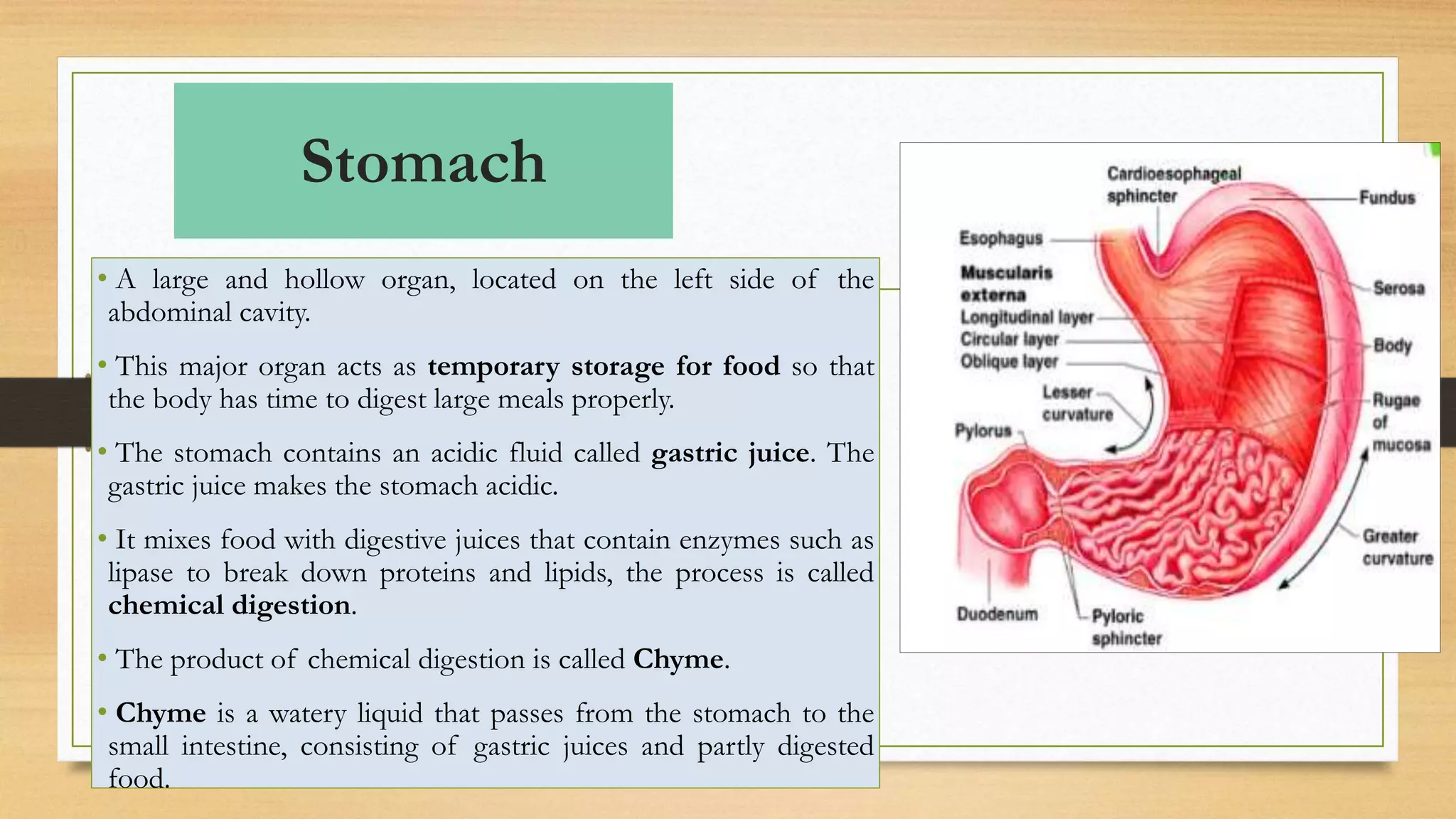 Grade 7 chapter1 lesson1 - the digestive system | PPTX
