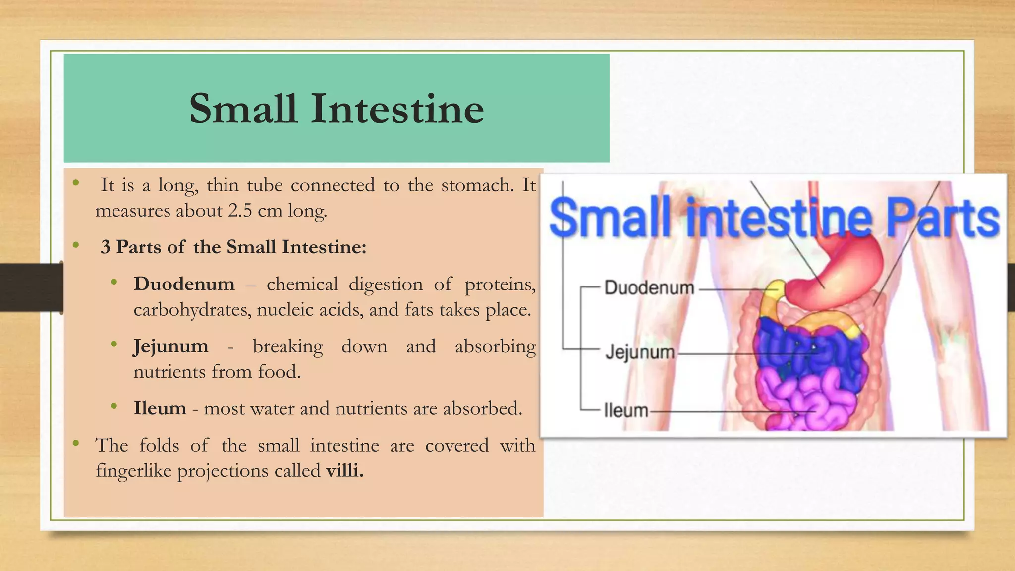 Grade 7 chapter1 lesson1 - the digestive system | PPTX