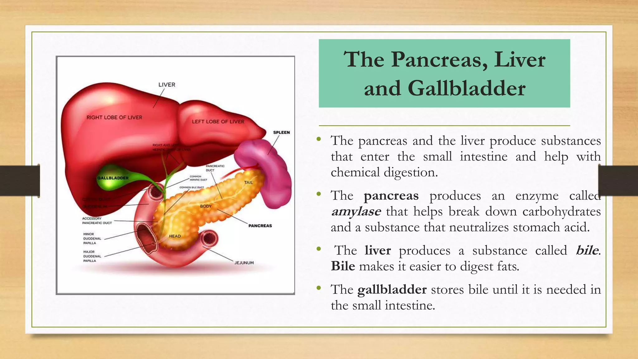 Grade 7 chapter1 lesson1 - the digestive system | PPTX