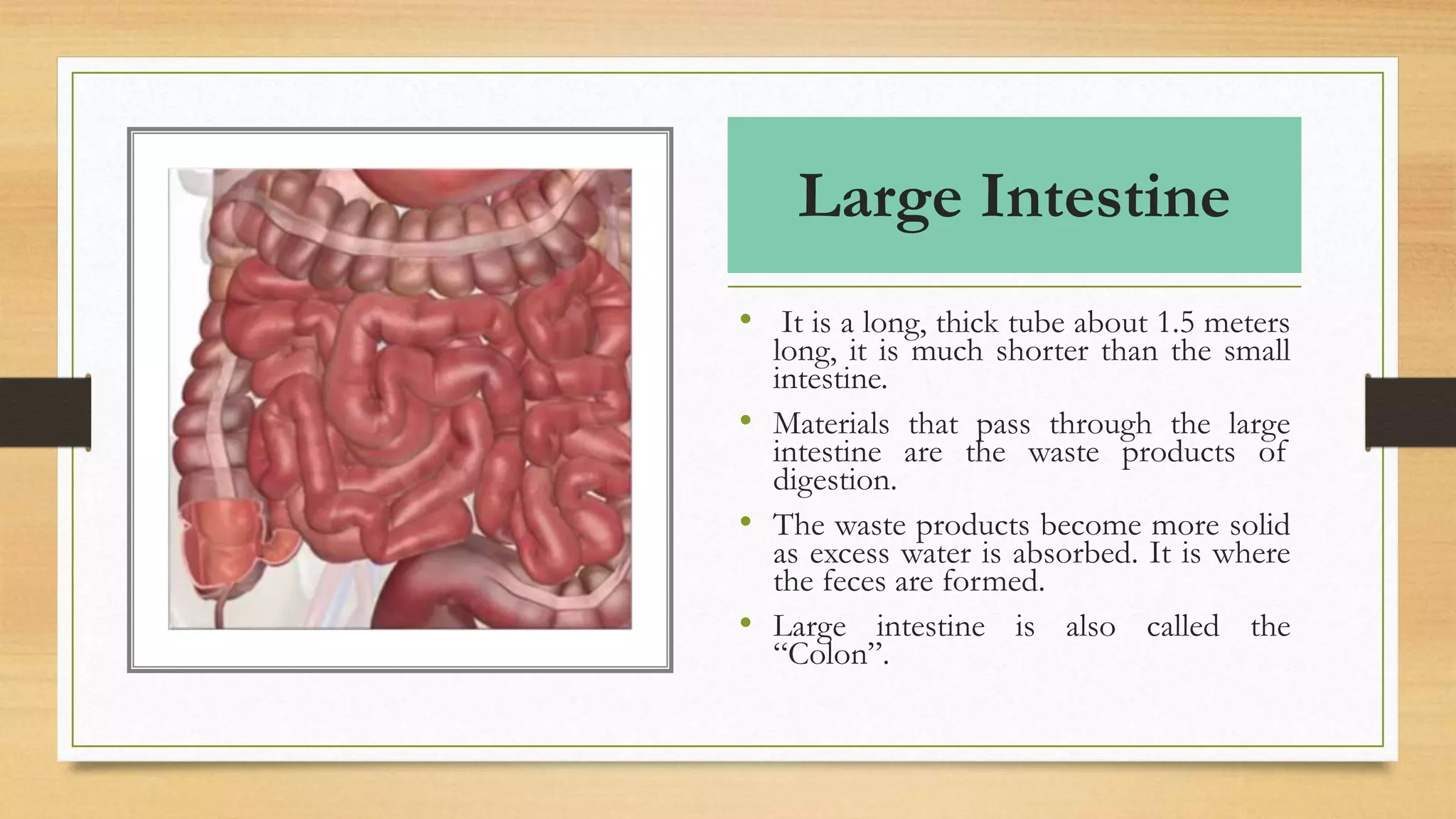 Grade 7 chapter1 lesson1 - the digestive system | PPTX