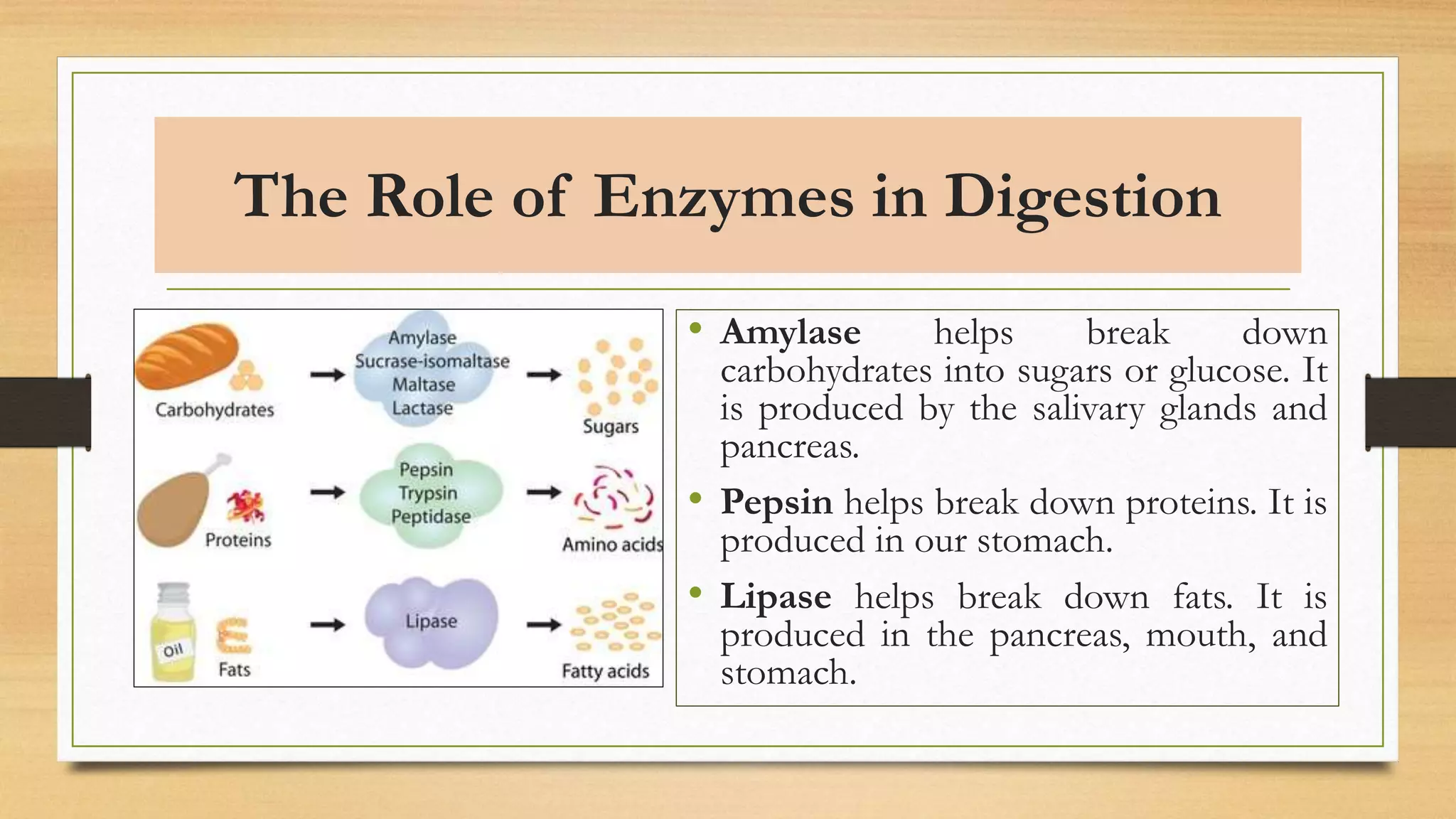 Grade 7 chapter1 lesson1 - the digestive system | PPTX