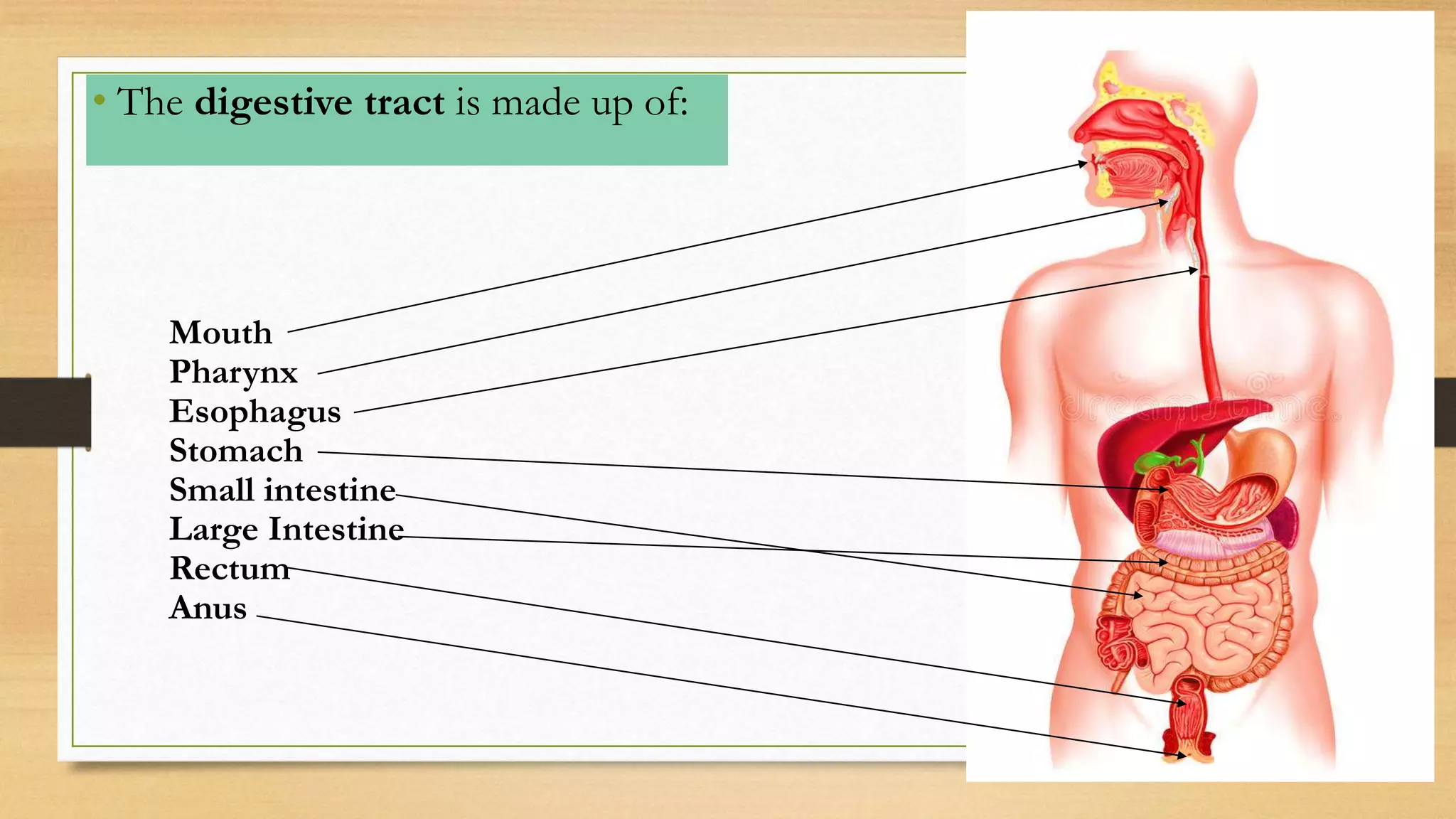Grade 7 chapter1 lesson1 - the digestive system | PPTX