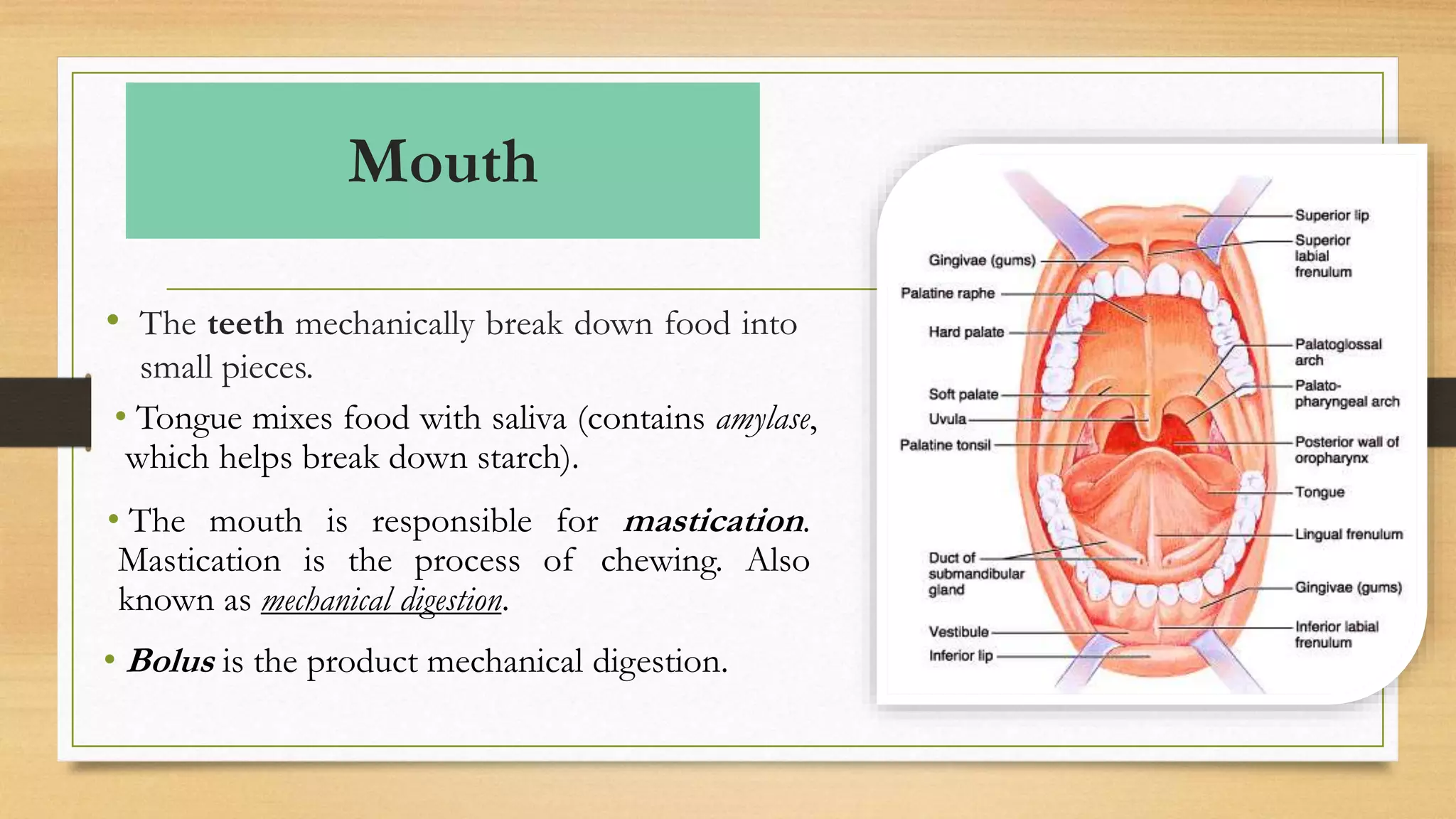 Grade 7 chapter1 lesson1 - the digestive system | PPTX