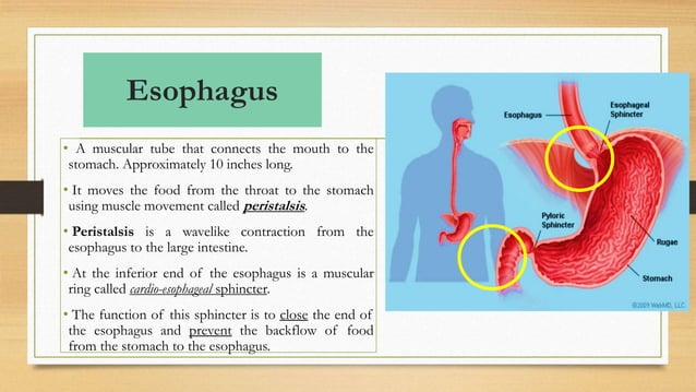 Grade 7 chapter1 lesson1 - the digestive system | PPTX | Digestive ...