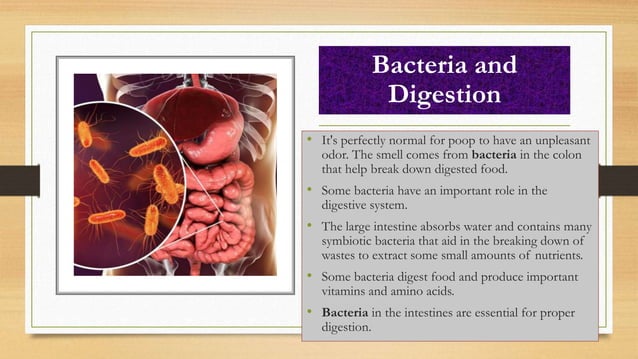 Grade 7 chapter1 lesson1 - the digestive system | PPTX | Digestive ...