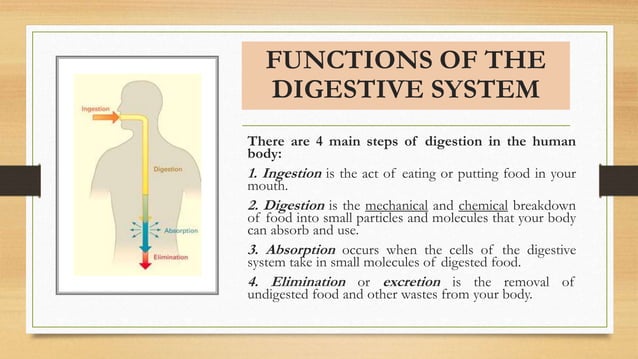 Grade 7 chapter1 lesson1 - the digestive system | PPTX | Digestive ...