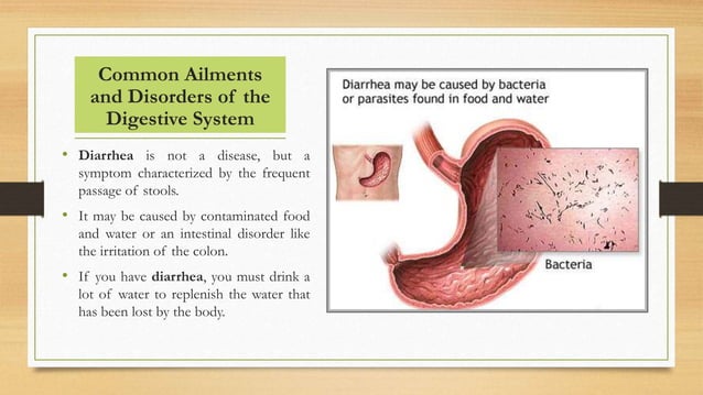 Grade 7 chapter1 lesson1 - the digestive system | PPTX | Digestive ...