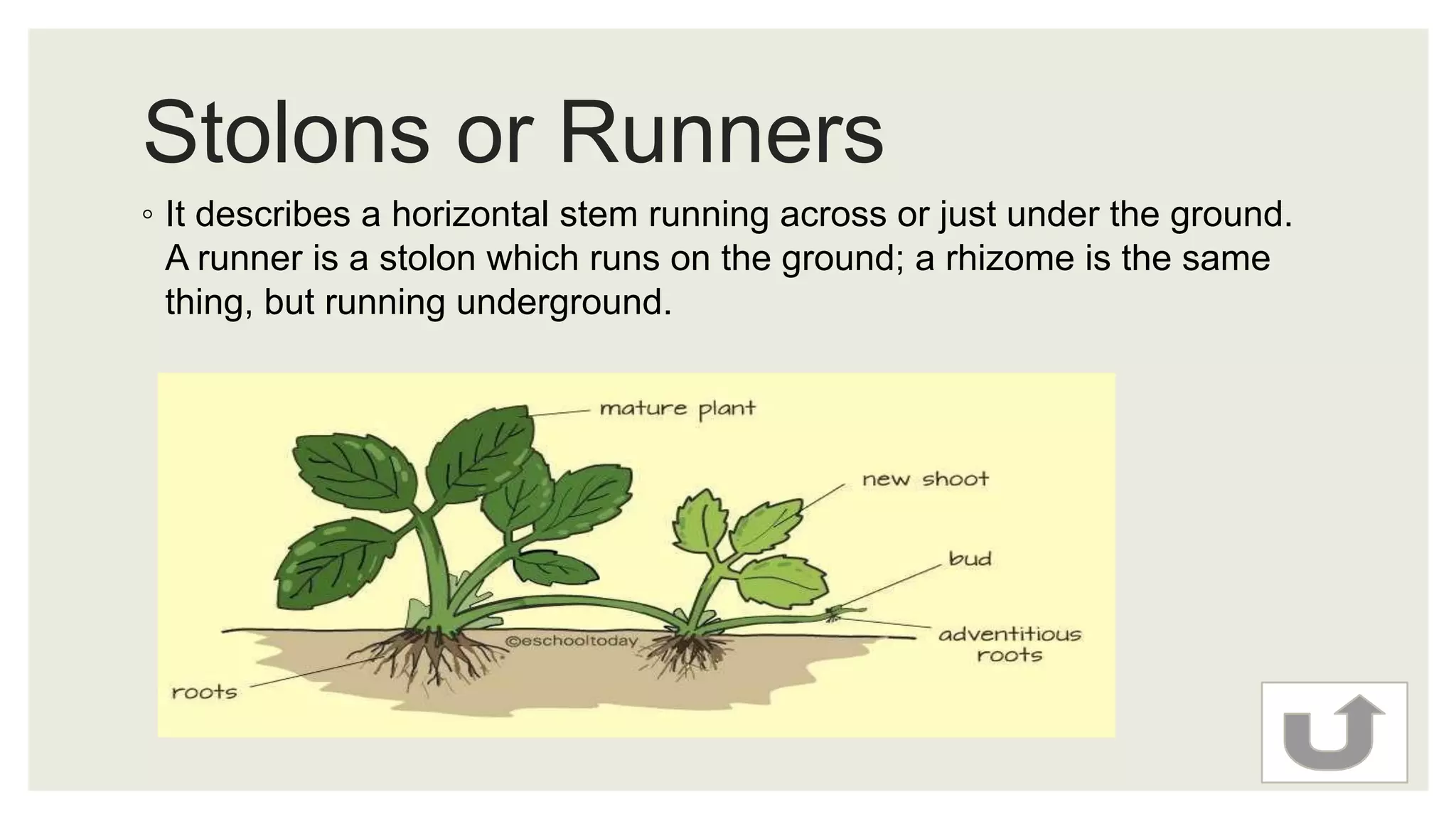 Grade 7 L 11 Reproduction in plants.pdf