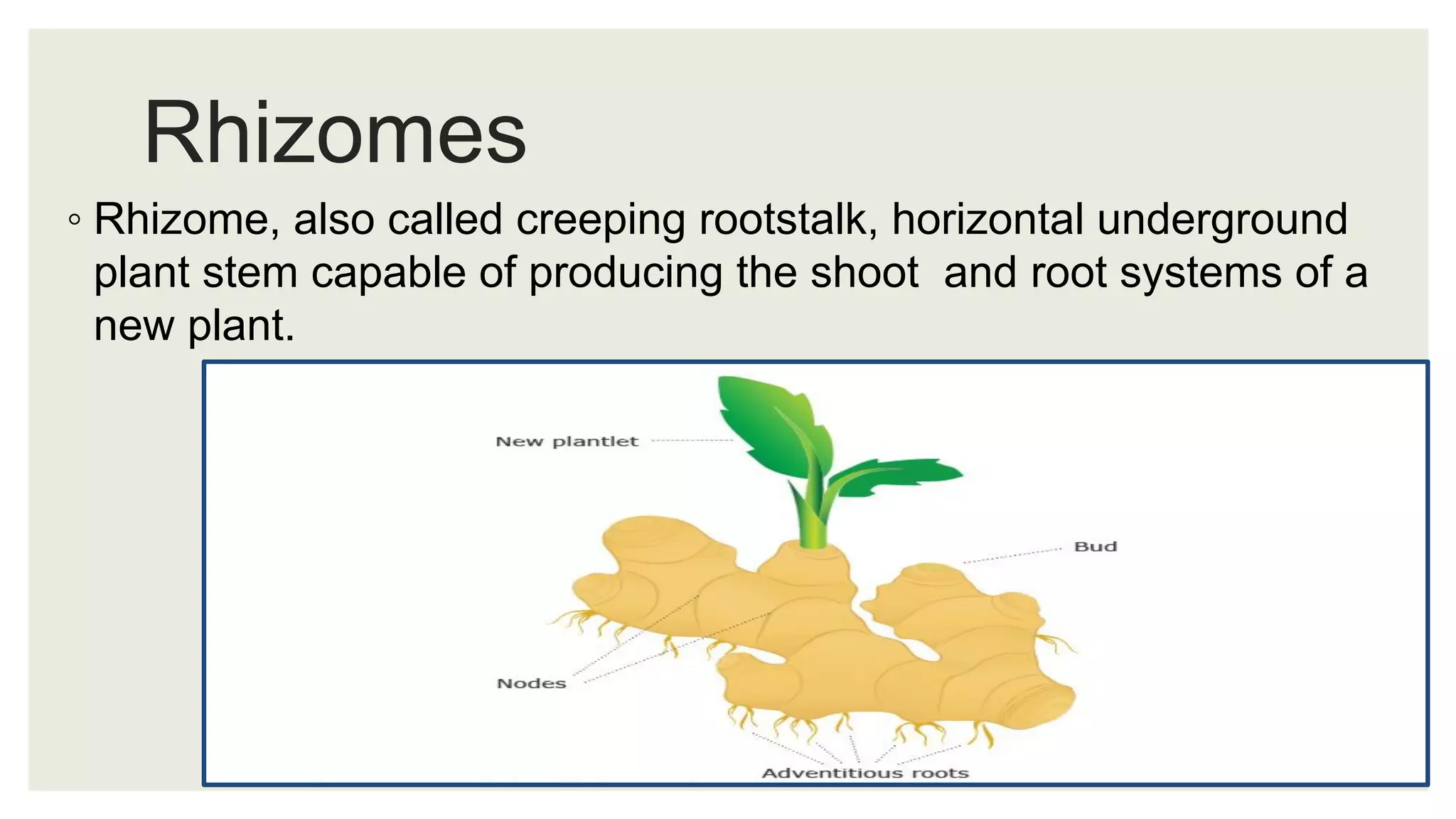 Grade 7 L 11 Reproduction in plants.pdf