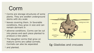 Grade 7 L 11 Reproduction in plants.pdf